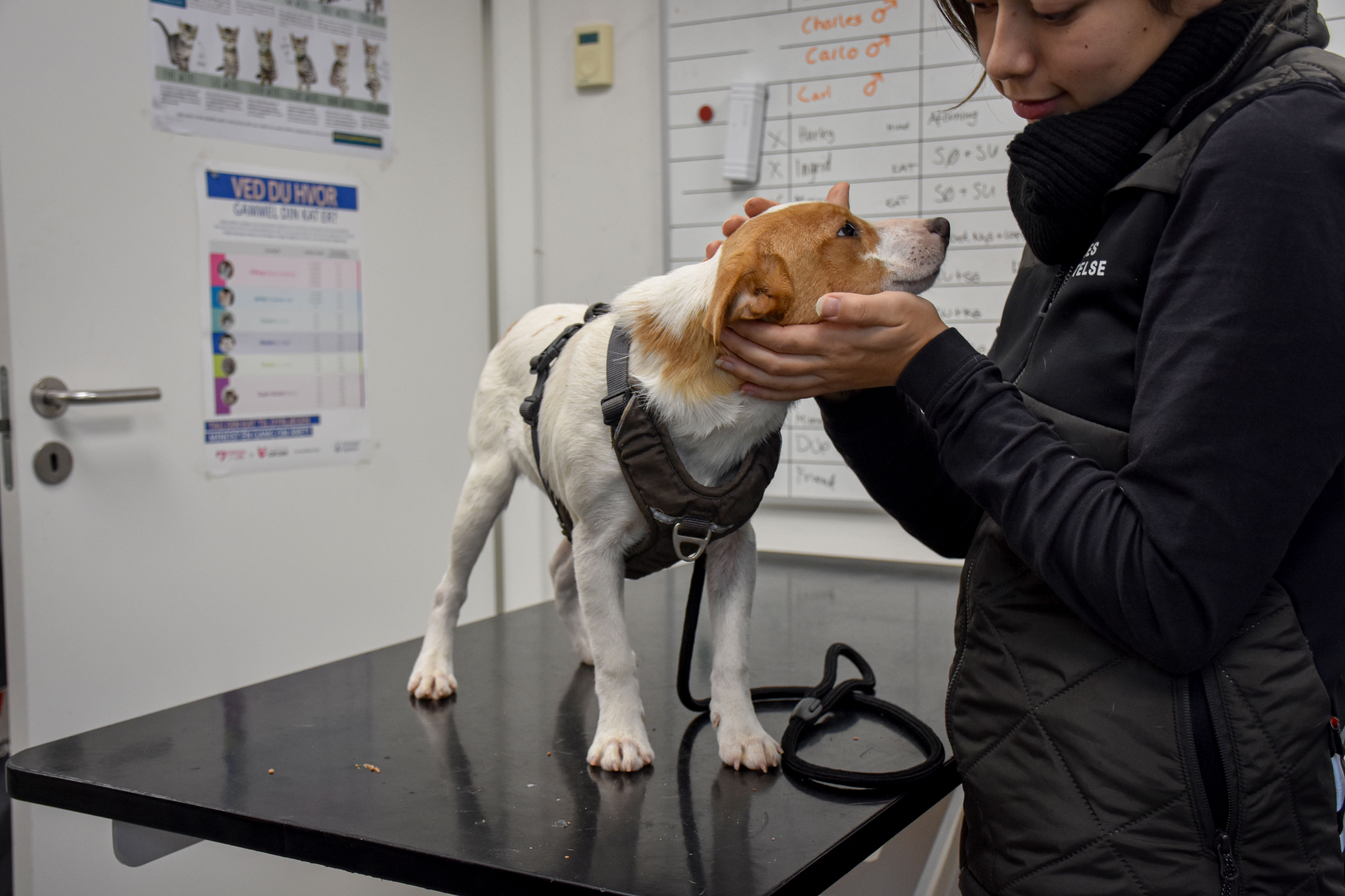 Ny stor sag: 16 hunde indleveret til Dyrenes Beskyttelse | Dyrenes Beskyttelse